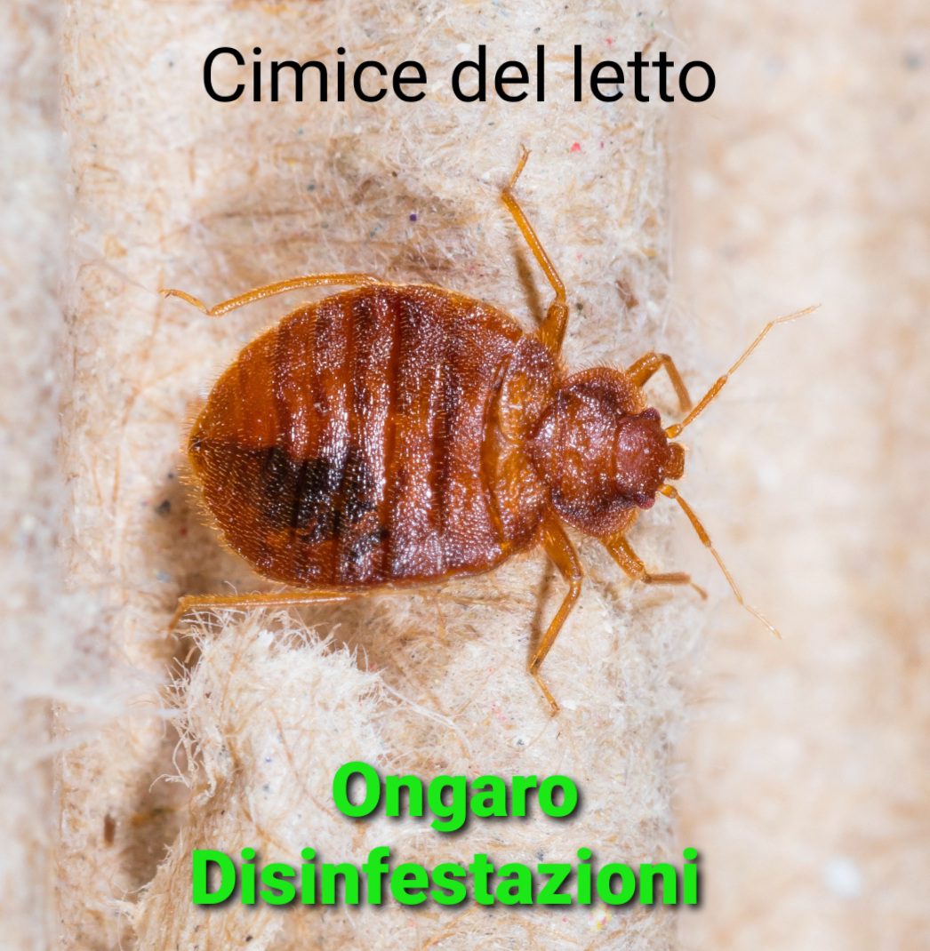 Cimice del letto. Problema più presente in estate o in inverno ...