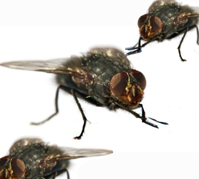 Il motivo per cui le mosche si strofinano le zampe | Ongaro Disinfestazioni