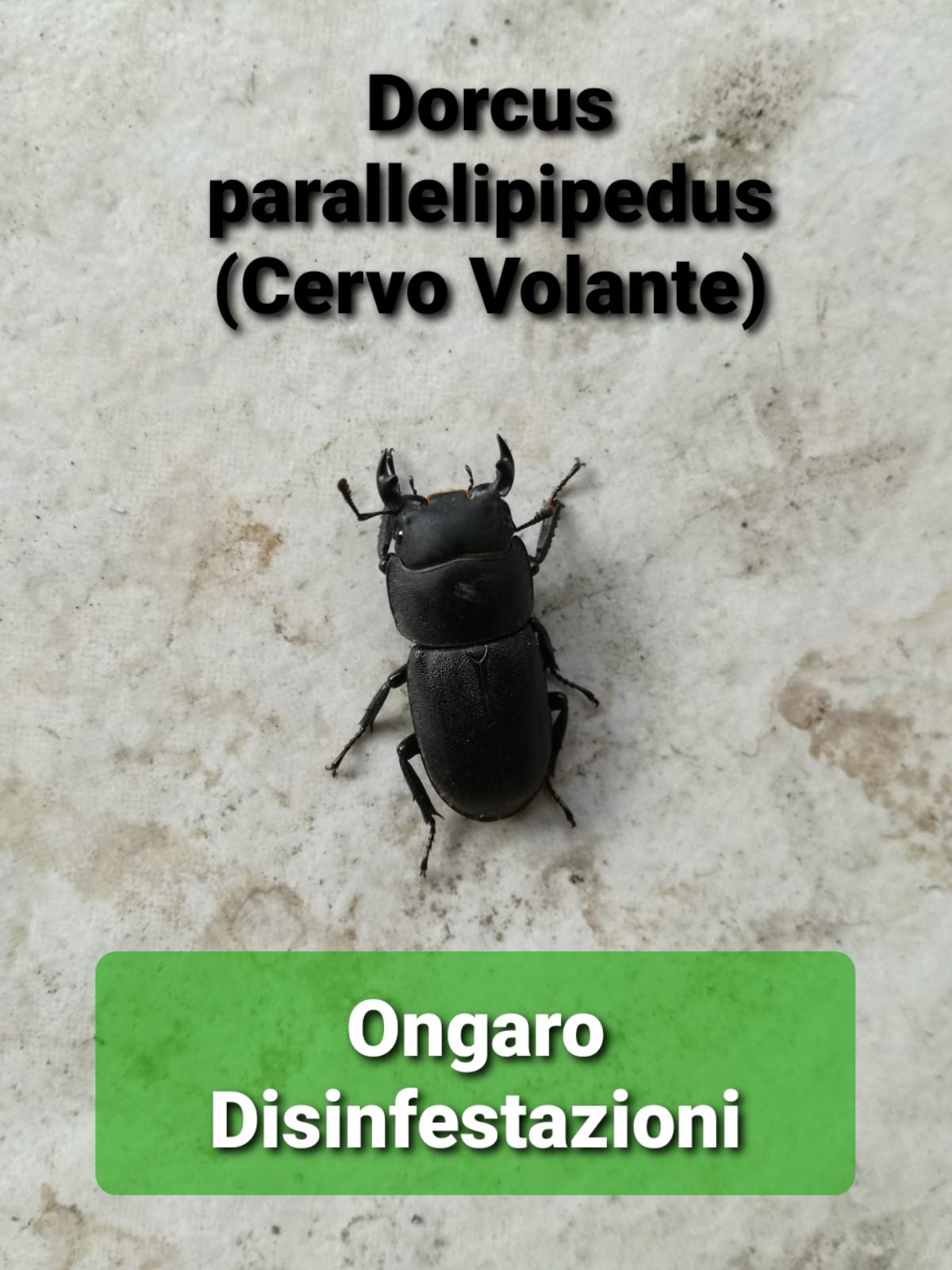 Il Cervo Volante, un coleottero Dorcus parallelipipedus, insetto ...