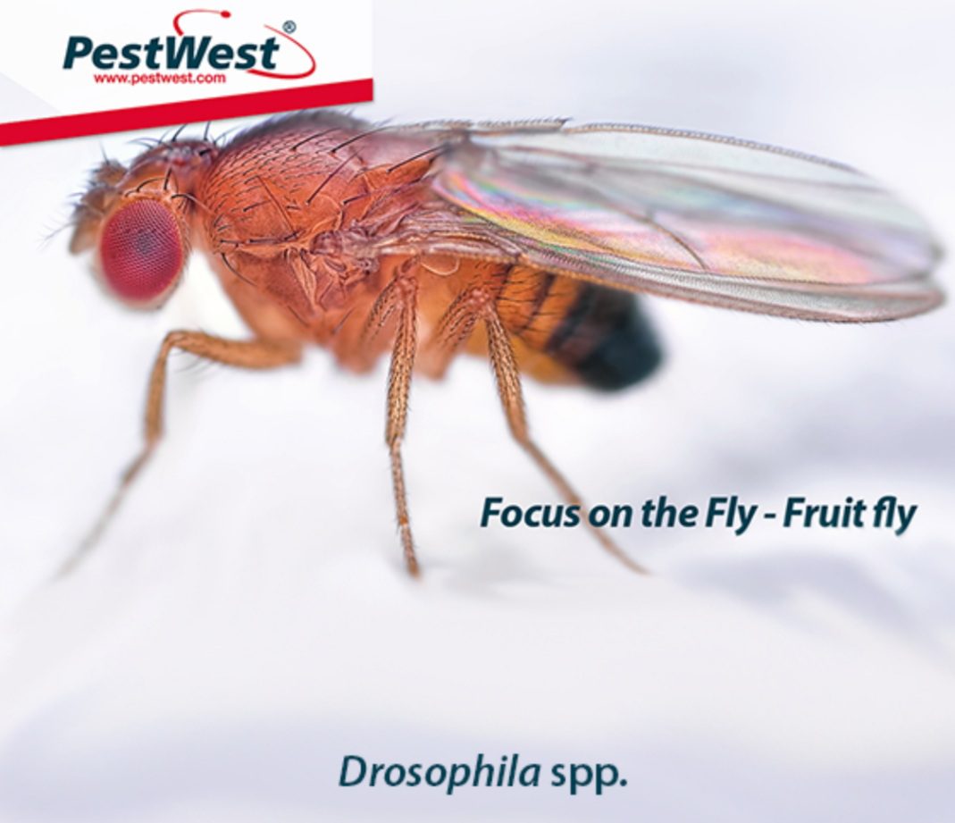L’insetto del momento: la Drosophila spp (articolo by Colkim) | Ongaro ...
