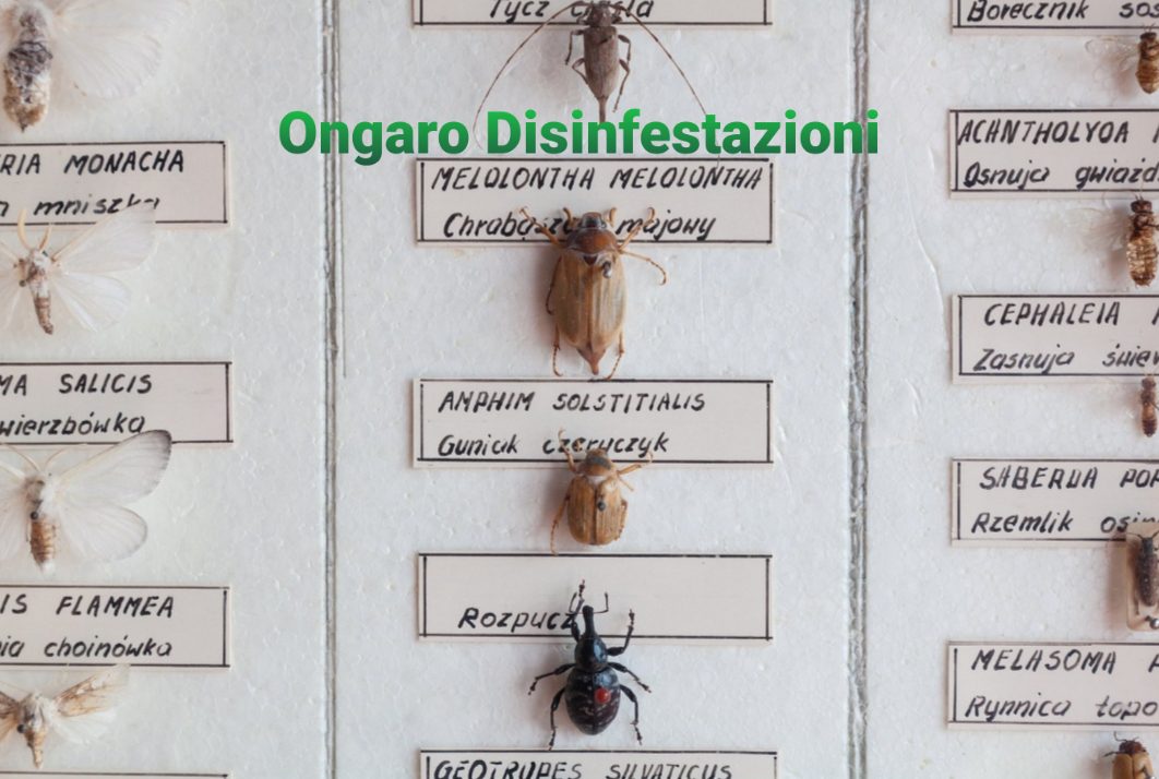 Insetti utili da preservare ed insetti dannosi da disinfestare | Ongaro ...