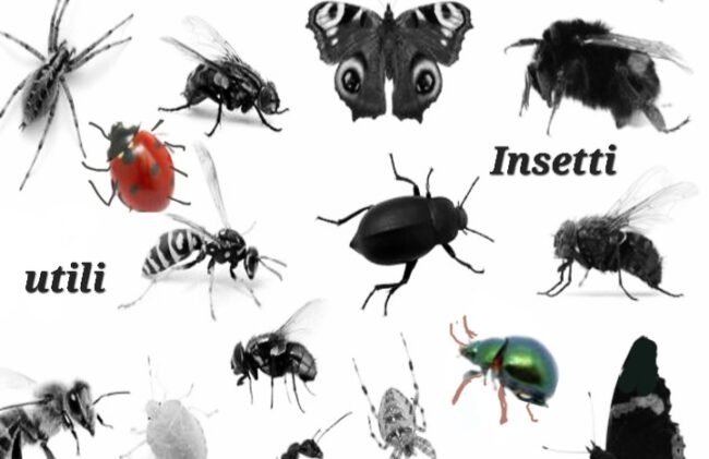 Piano contro l’estinzione di insetti utili | Ongaro Disinfestazioni