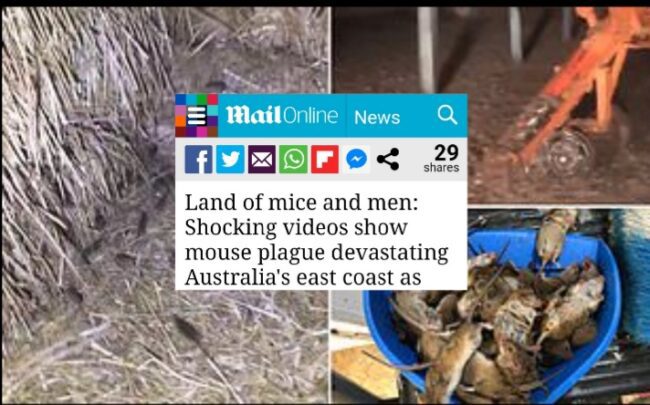 Incredibile invasione di topi in Australia | Ongaro Disinfestazioni
