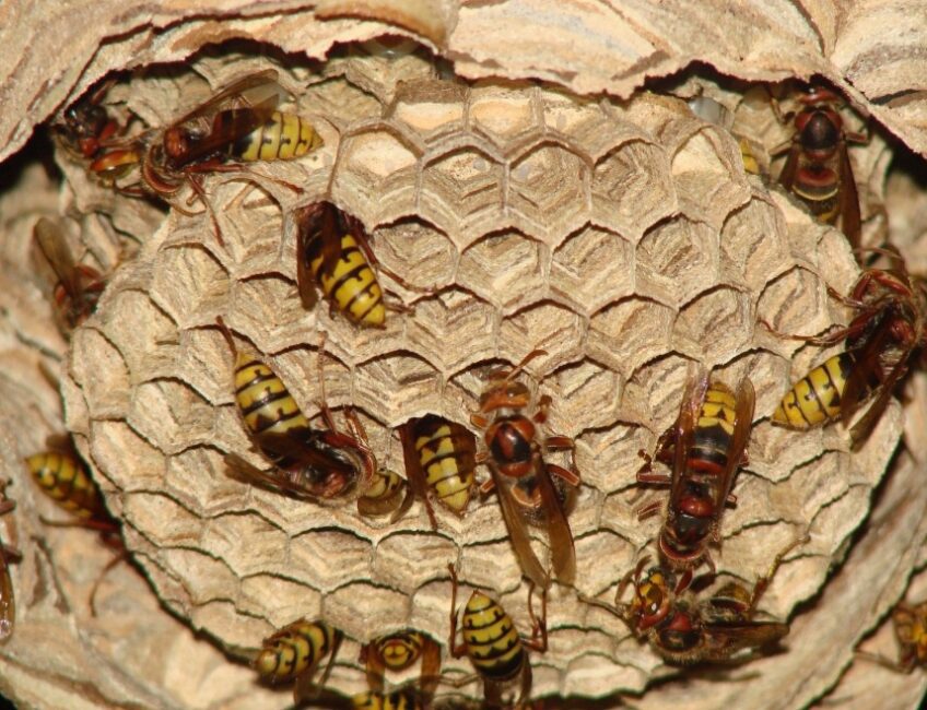 Nidi di calabroni… alcune dritte | Ongaro Disinfestazioni