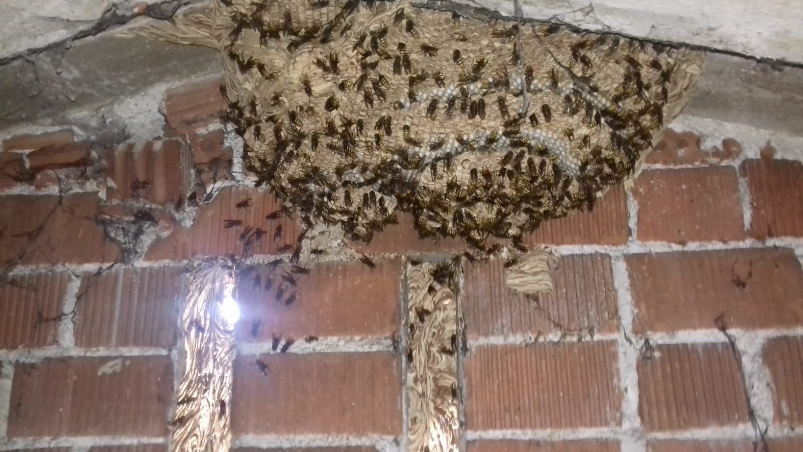 Nidi di calabroni di fine estate | Ongaro Disinfestazioni