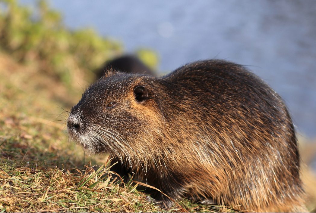 Le nutrie o castori d’acqua | Ongaro Disinfestazioni