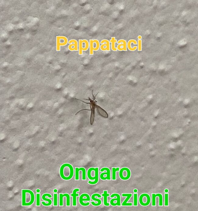 Infestazione da pappataci | Ongaro Disinfestazioni