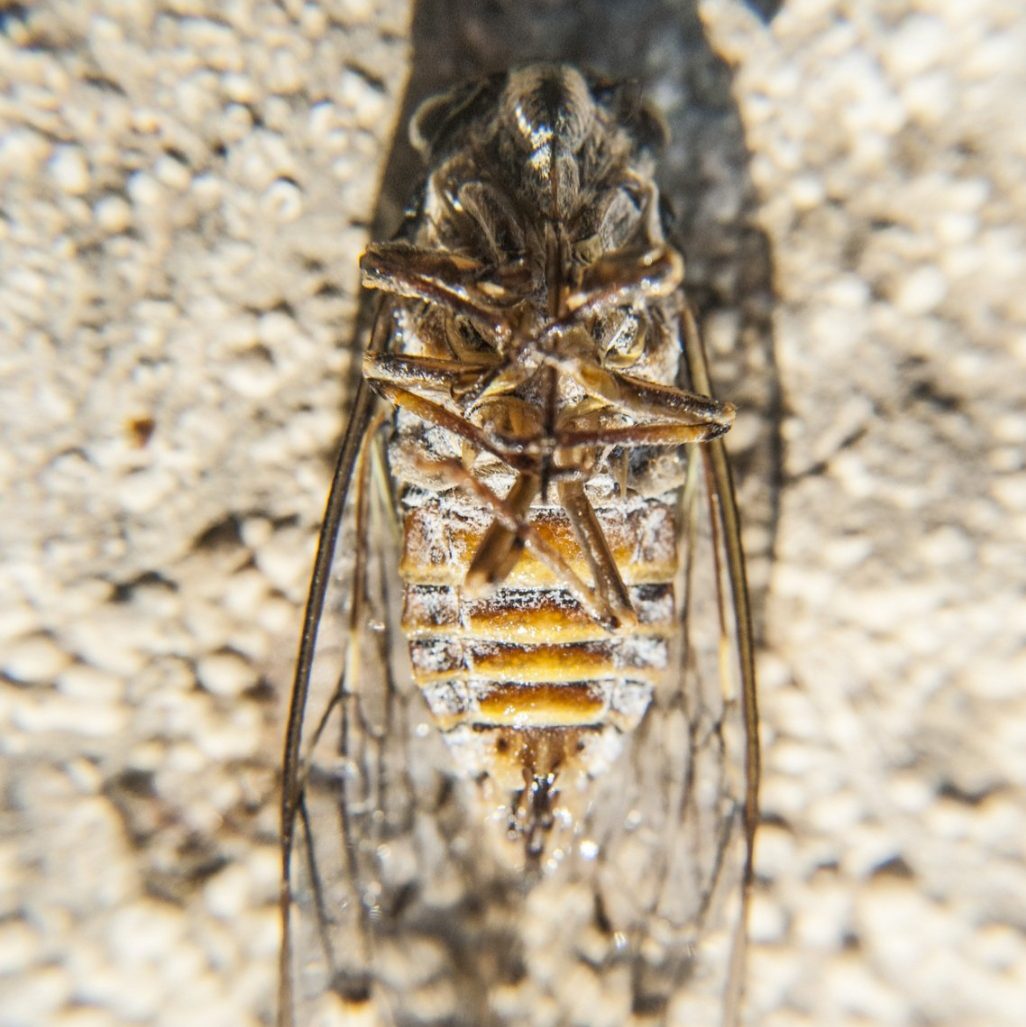 Infestazione da tafani | Ongaro Disinfestazioni