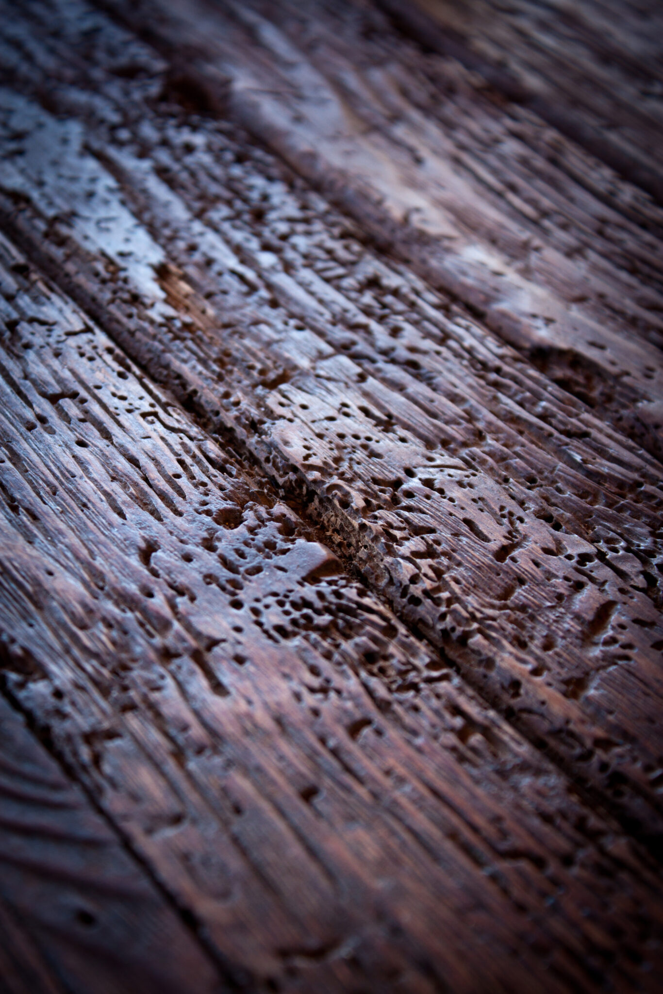 DISINFESTARE IL TARLO DEL LEGNO DA TRAVI E MOBILI | Ongaro Disinfestazioni