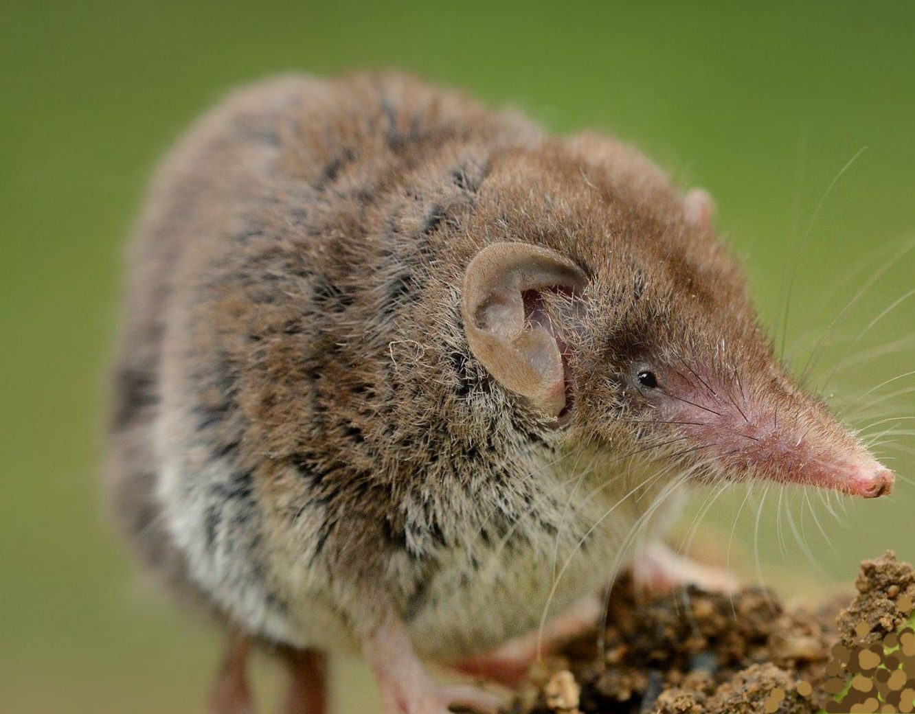 Il toporagno | Ongaro Disinfestazioni