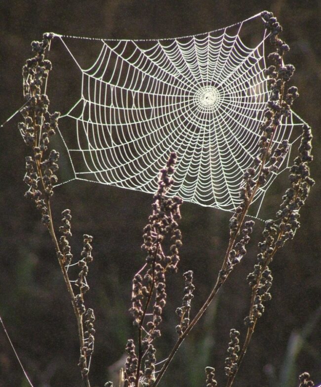 Come nasce una ragnatela e quanto è resistente? | Ongaro Disinfestazioni