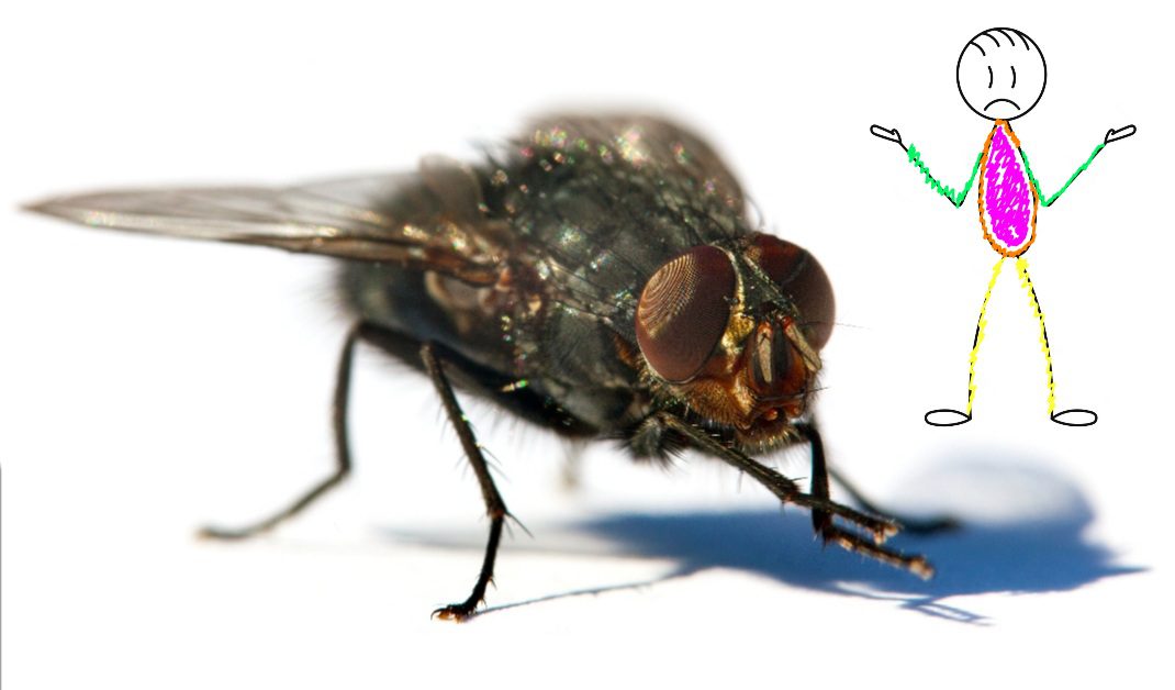 Come mai le mosche ci girano sempre intorno? | Ongaro Disinfestazioni
