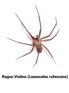 Il morso del ragno violino | Ongaro Disinfestazioni