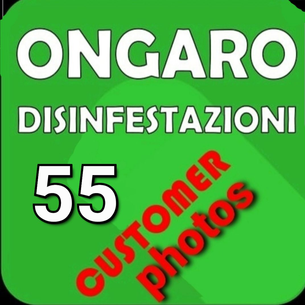 Foto/Clienti 55. I pupari della vespa vasaia | Ongaro Disinfestazioni