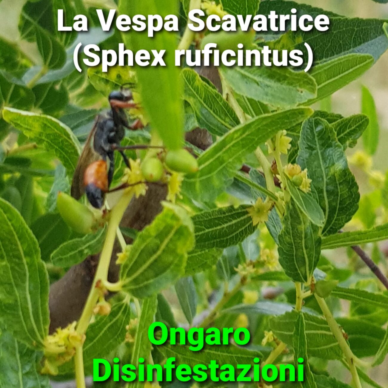 Disinfestare la vespa scavatrice (Sphex ruficintus)? | Ongaro ...