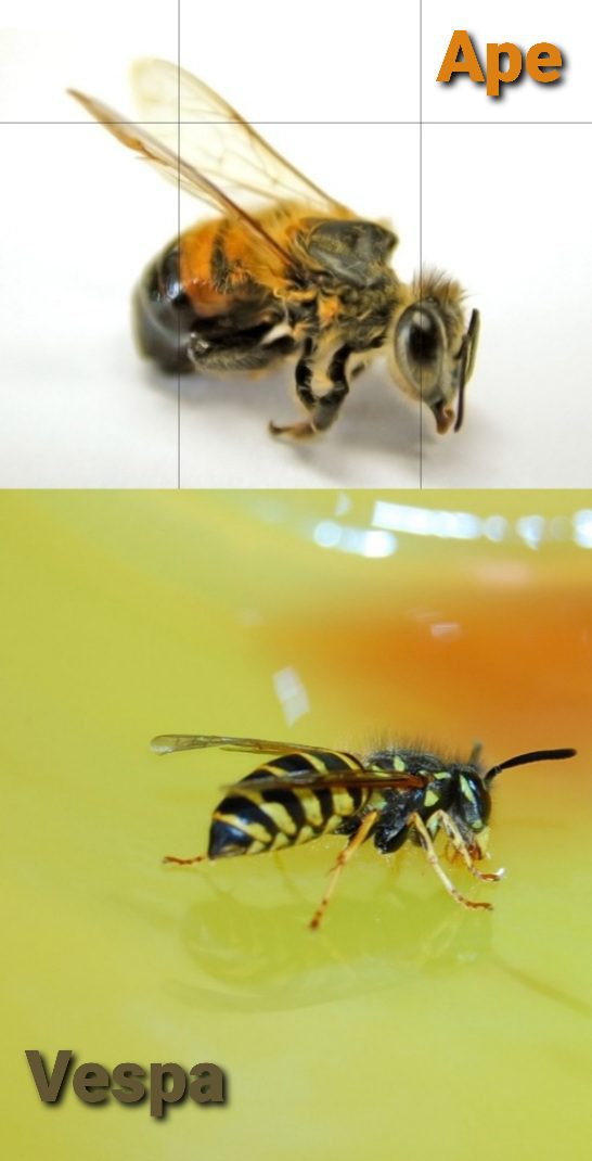 Foto/Clienti 72. Api o vespe? | Ongaro Disinfestazioni