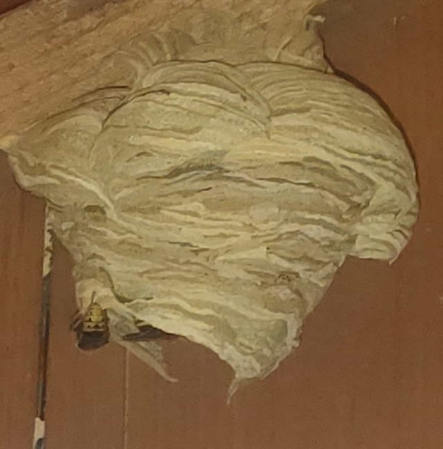 Il periodo di vespe e calabroni | Ongaro Disinfestazioni