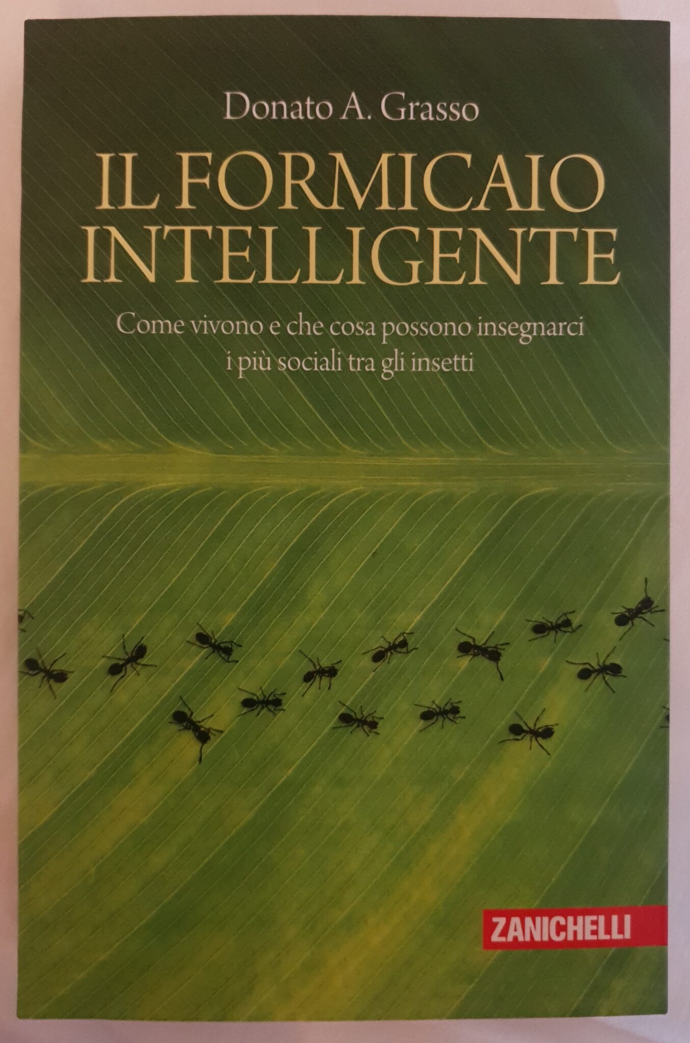"Il formicaio intelligente" | Ongaro Disinfestazioni