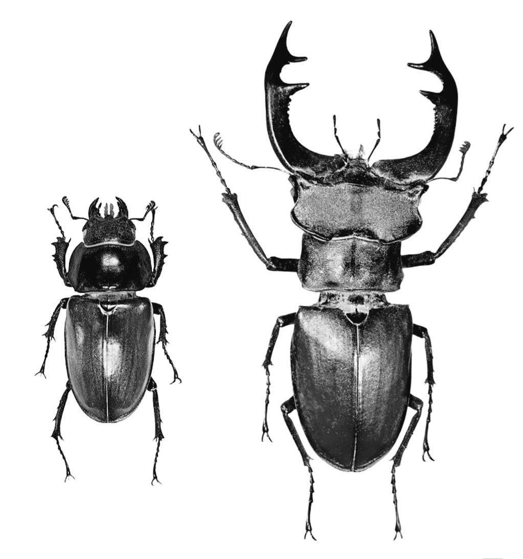 Il cervo volante, innocuo coleottero a rischio estinzione | Ongaro ...