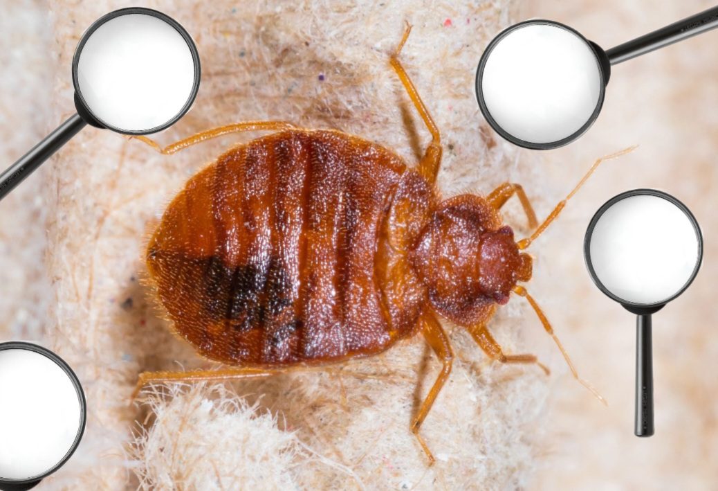 Test innovativo per il rilevamento delle cimici dei letti | Ongaro ...